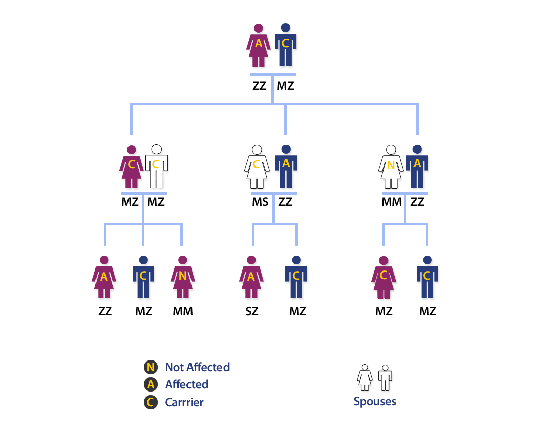 Genetic facts – AlphaNet Canada